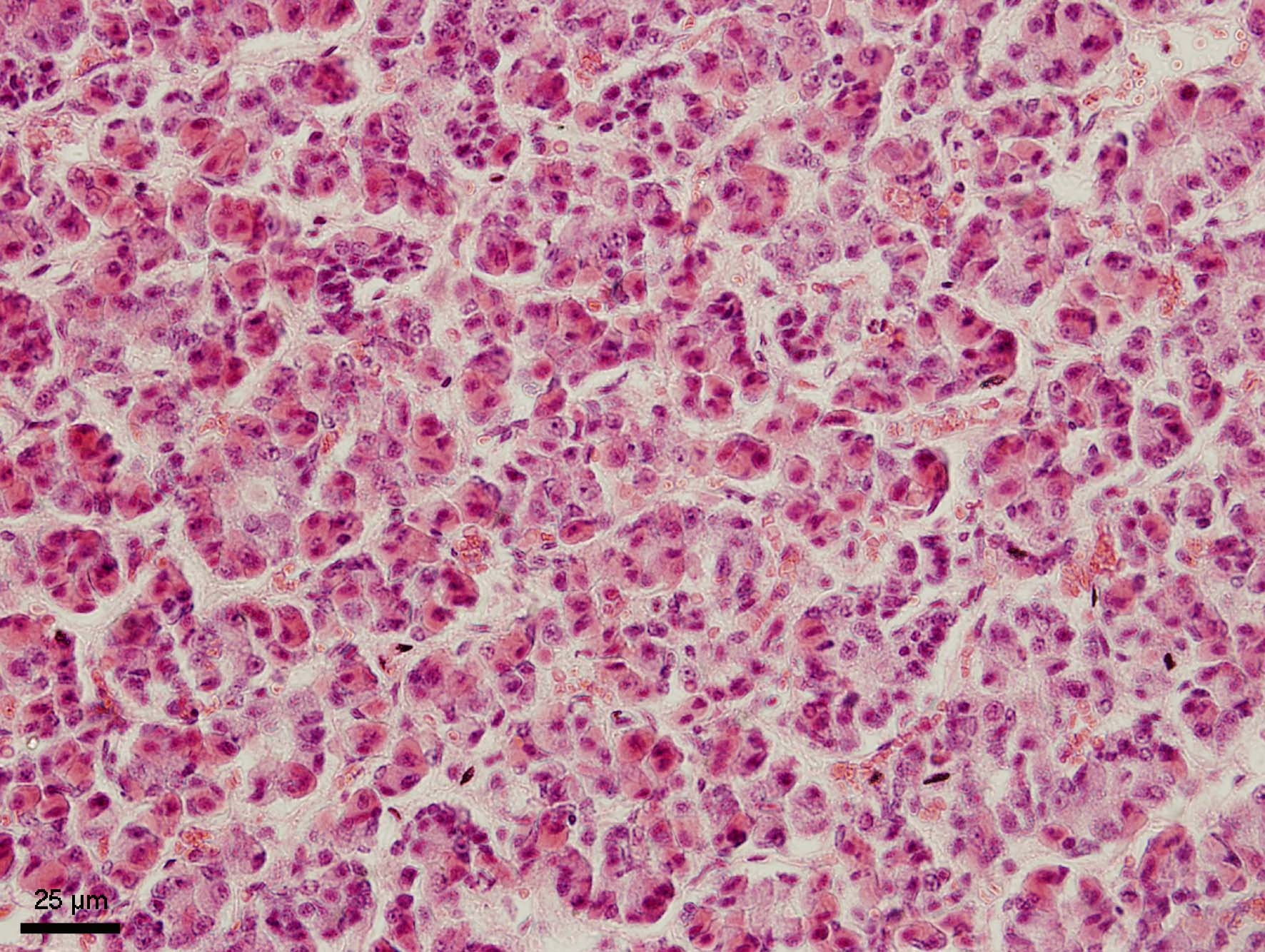 Endokrinní systém | Veterinární histologie VFU Brno